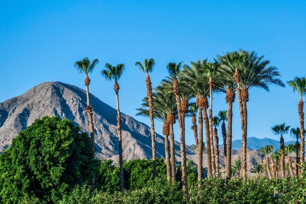 Desert Climate Allergies: What Can You Do About Them?